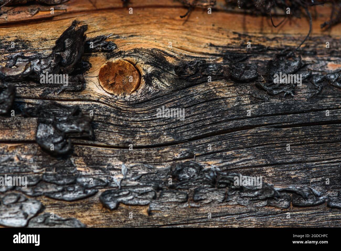A fragment of old wood with a tarnished texture that has lost its color ...