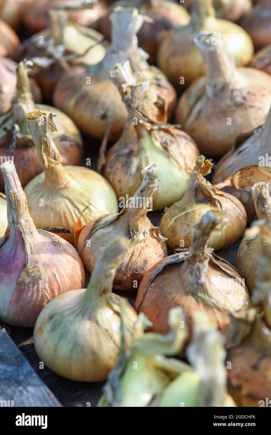 Agricultural industry. Onion bulbs dug out of the ground and laid out ...