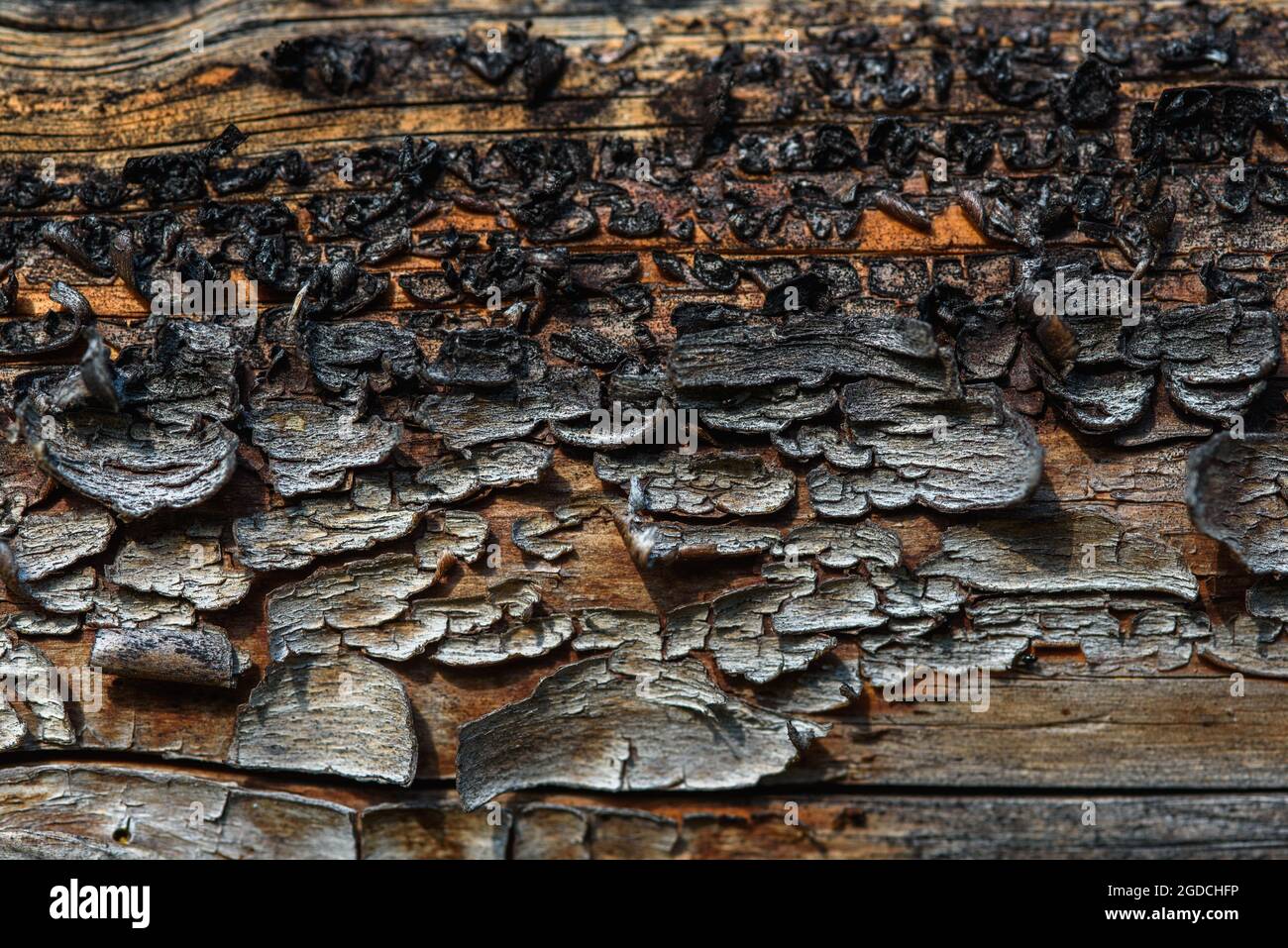 A fragment of old wood with a tarnished texture that has lost its color ...