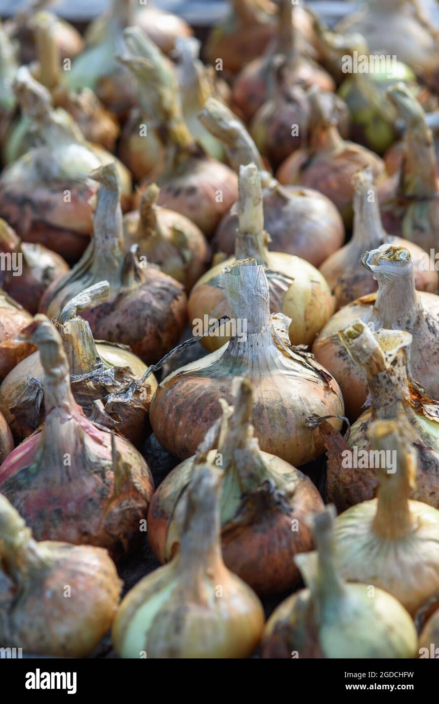 Agricultural industry. Onion bulbs dug out of the ground and laid out ...