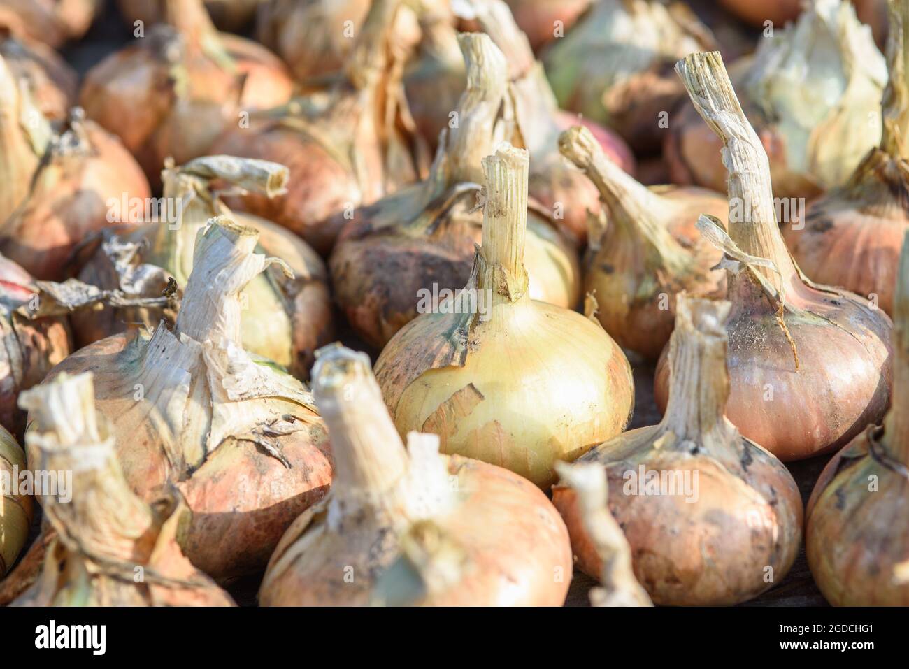 Agricultural industry. Onion bulbs dug out of the ground and laid out ...