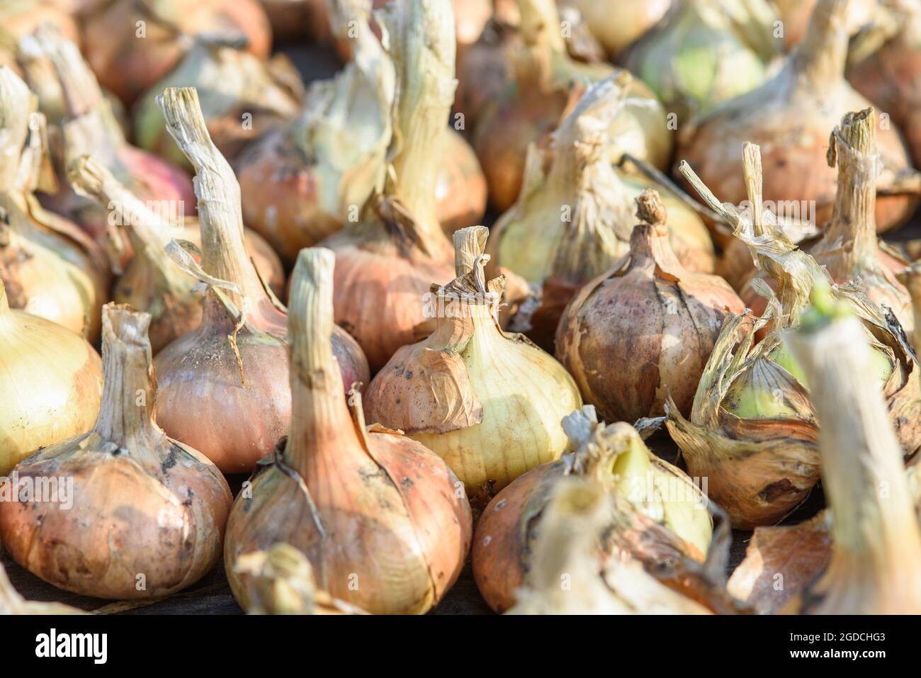 Agricultural industry. Onion bulbs dug out of the ground and laid out ...