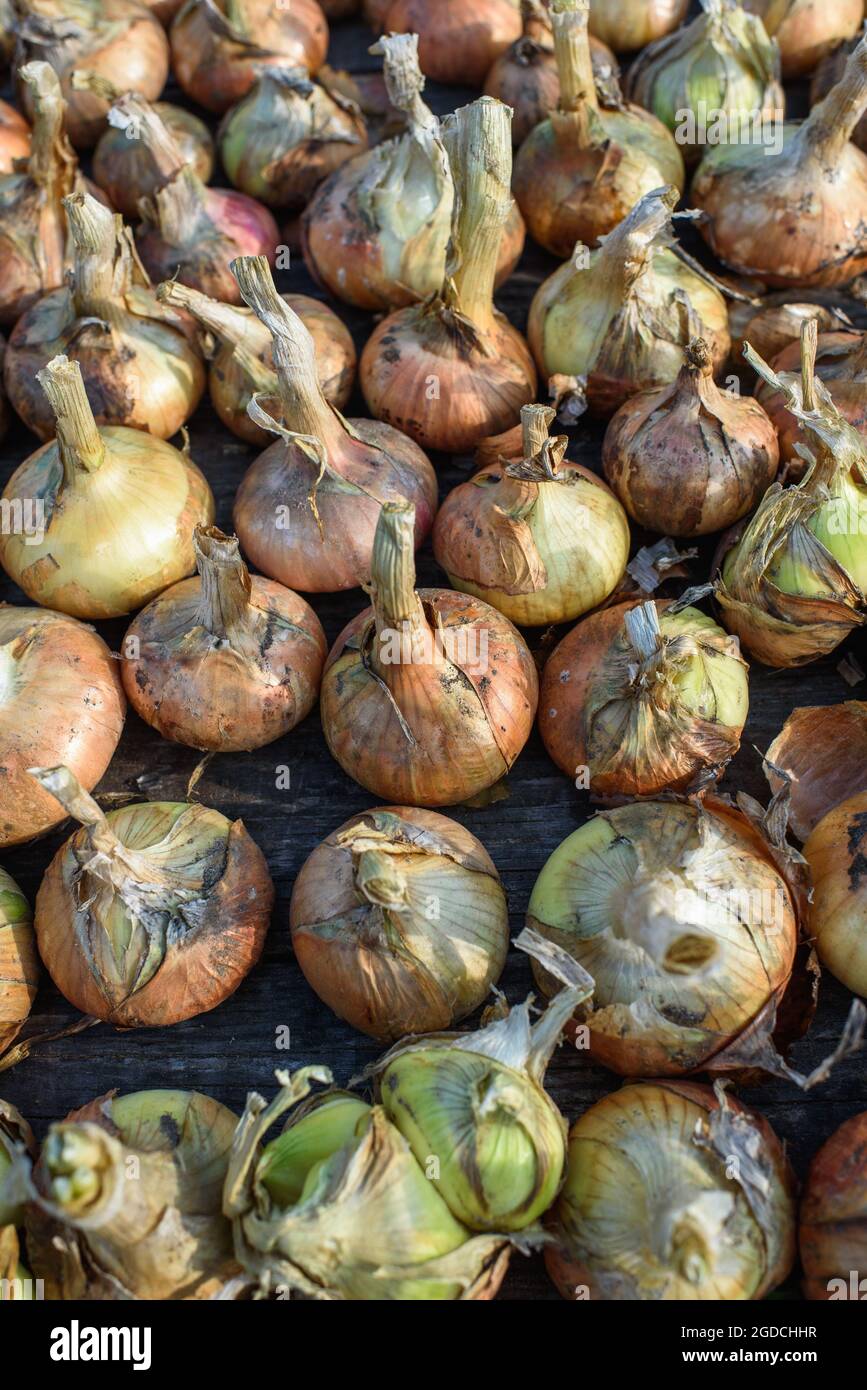 Agricultural industry. Onion bulbs dug out of the ground and laid out ...