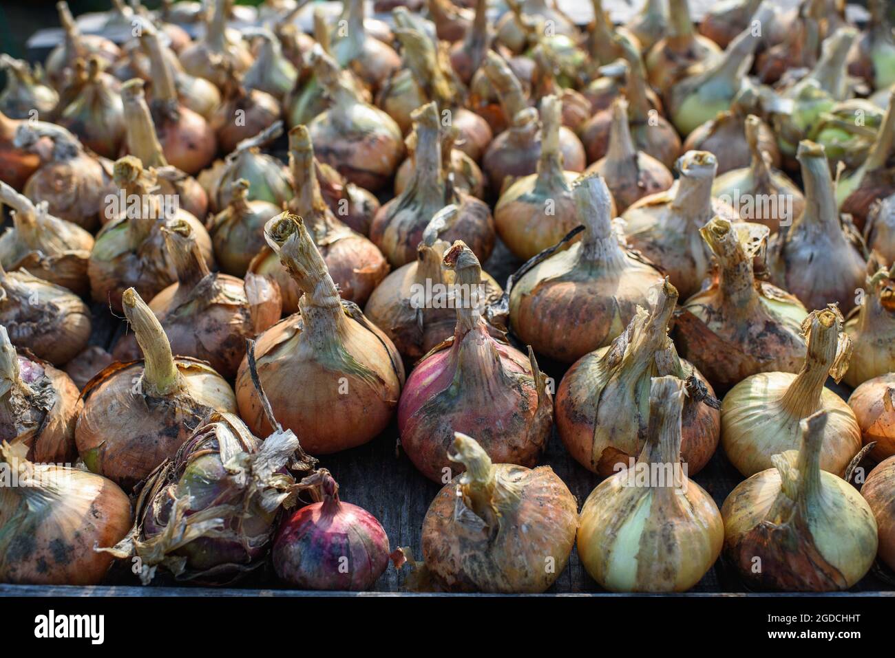 Agricultural industry. Onion bulbs dug out of the ground and laid out ...