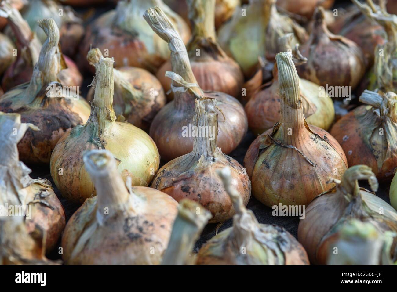 Agricultural industry. Onion bulbs dug out of the ground and laid out ...