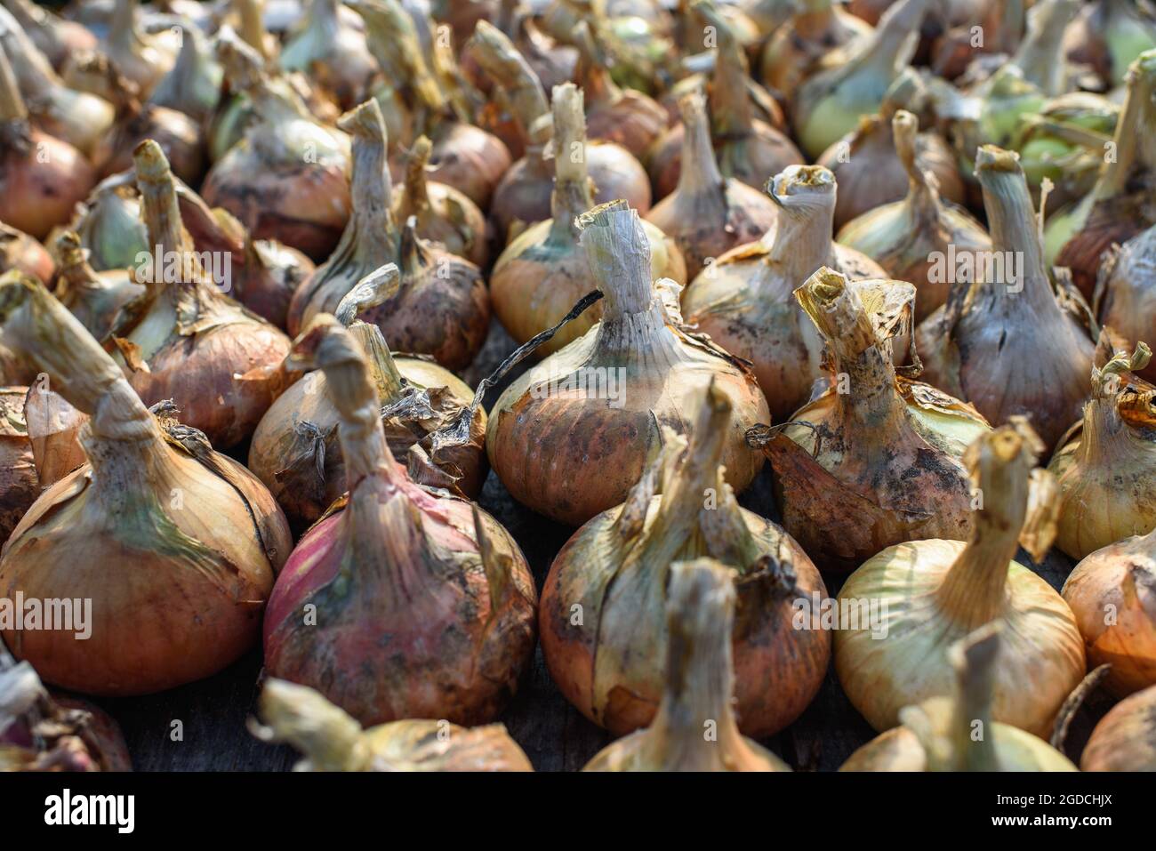 Agricultural industry. Onion bulbs dug out of the ground and laid out ...