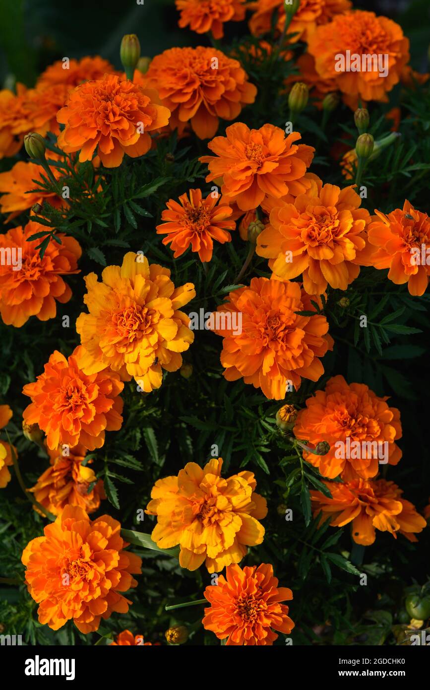 Marigold flower field sun light hi-res stock photography and images - Alamy