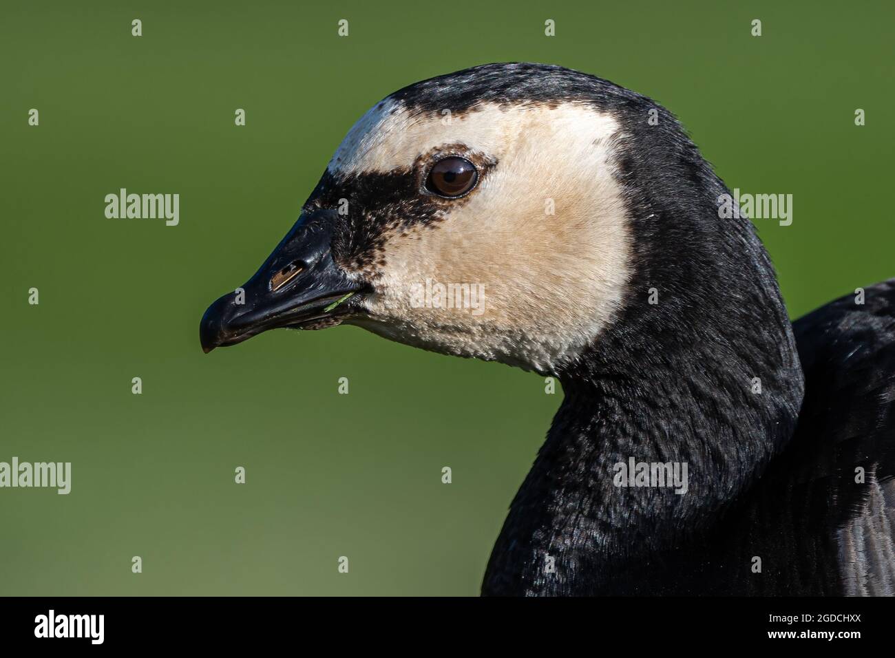 Portrait of a Barnacle Goose (Branta leucopsis Stock Photo - Alamy