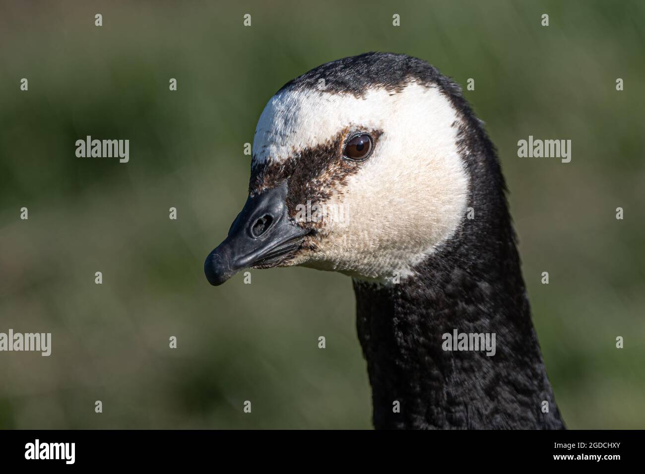 Portrait of a Barnacle Goose (Branta leucopsis Stock Photo - Alamy
