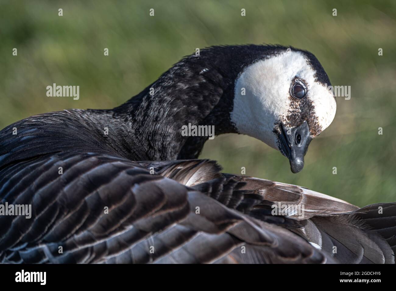 Portrait of a Barnacle Goose (Branta leucopsis Stock Photo - Alamy