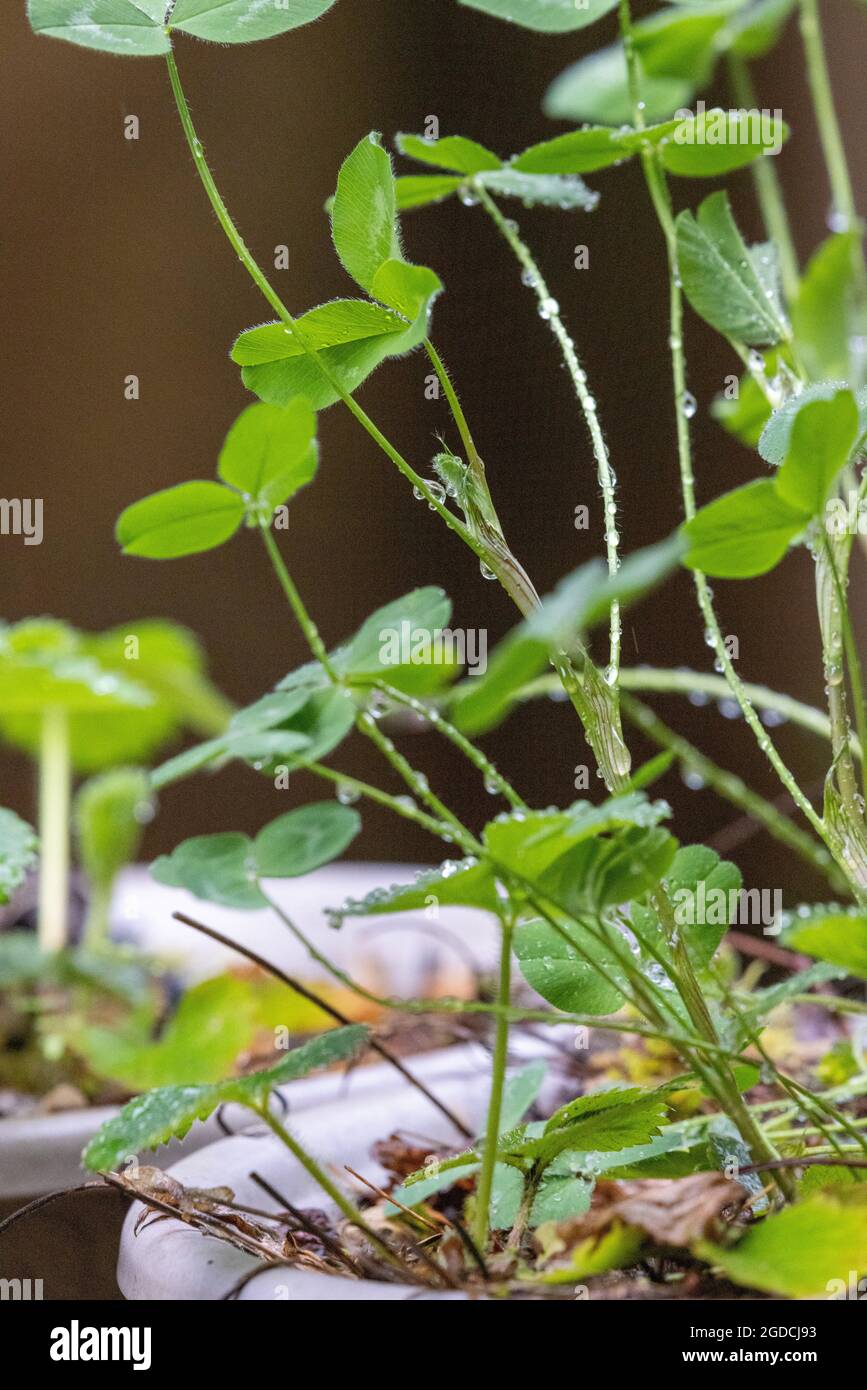 bright green healthy plants sprouting out of a couple of pots with ...