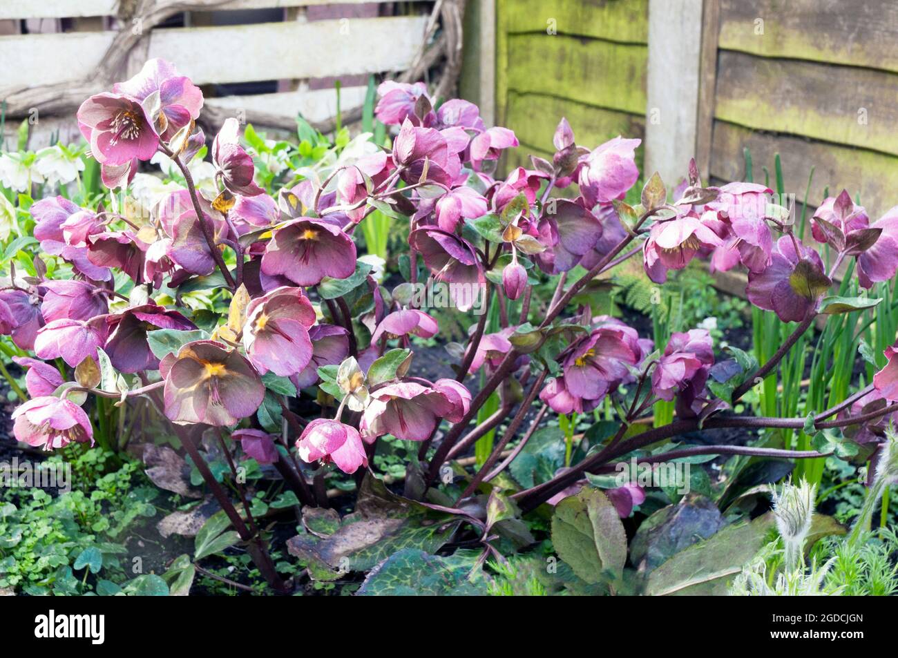 Hellebore penny's pink hi-res stock photography and images - Alamy