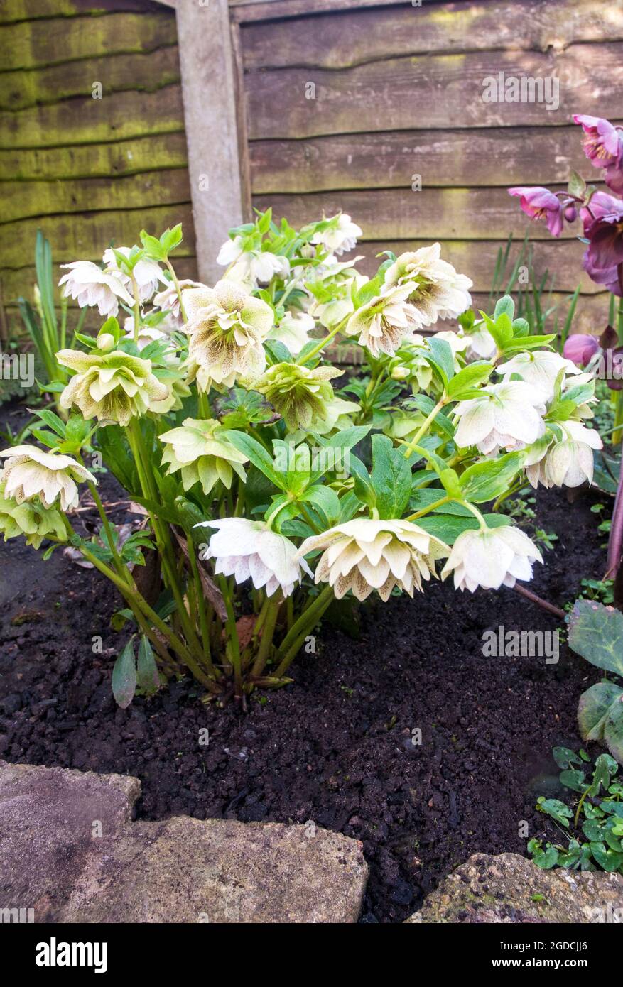 Close up of Hellebore Cinderella flowering from late winter to mid ...