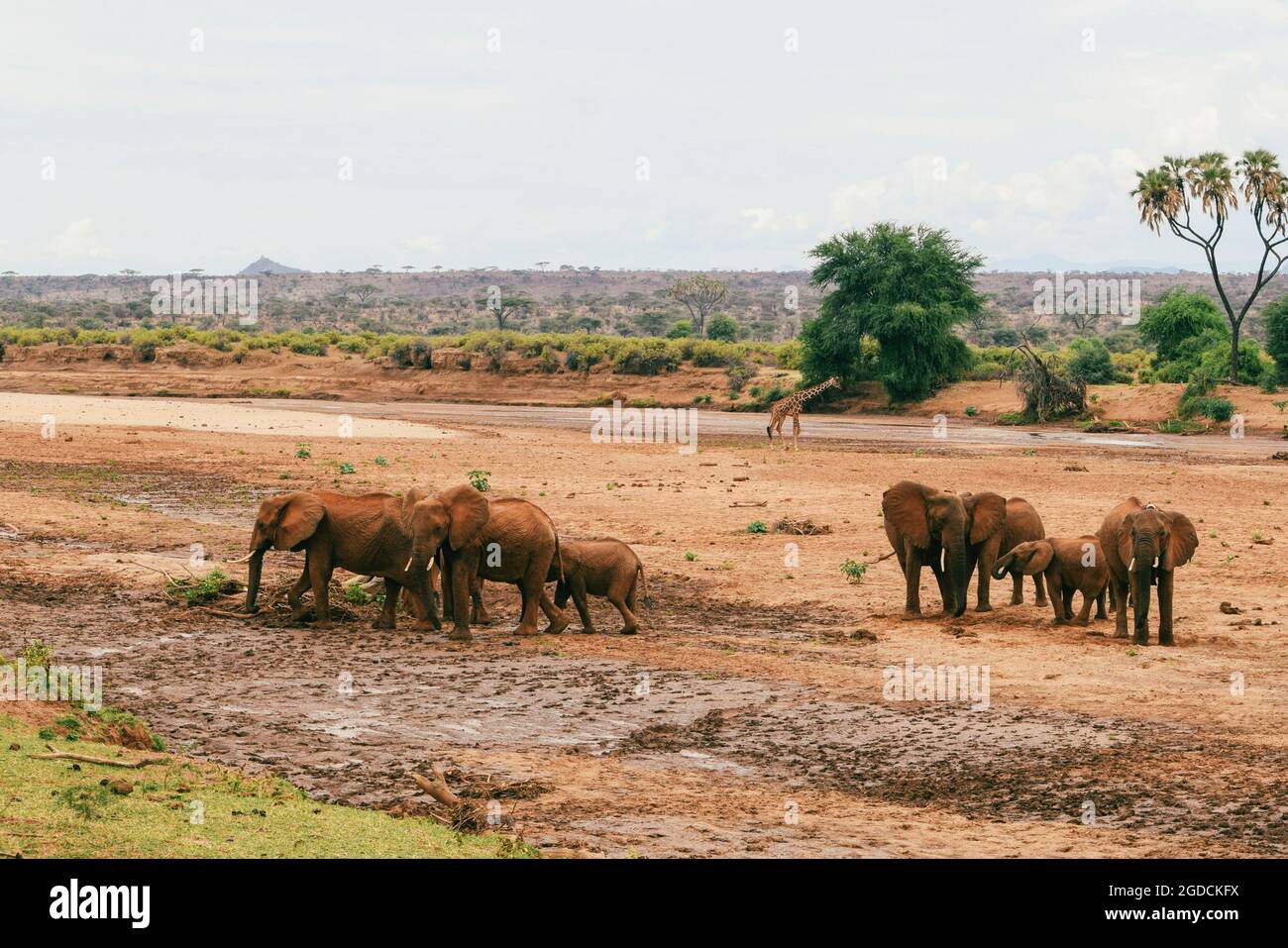 African elephant digging kenya hi-res stock photography and images - Alamy
