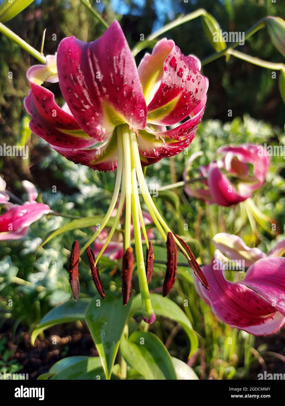 Orienpet lily hi-res stock photography and images - Alamy