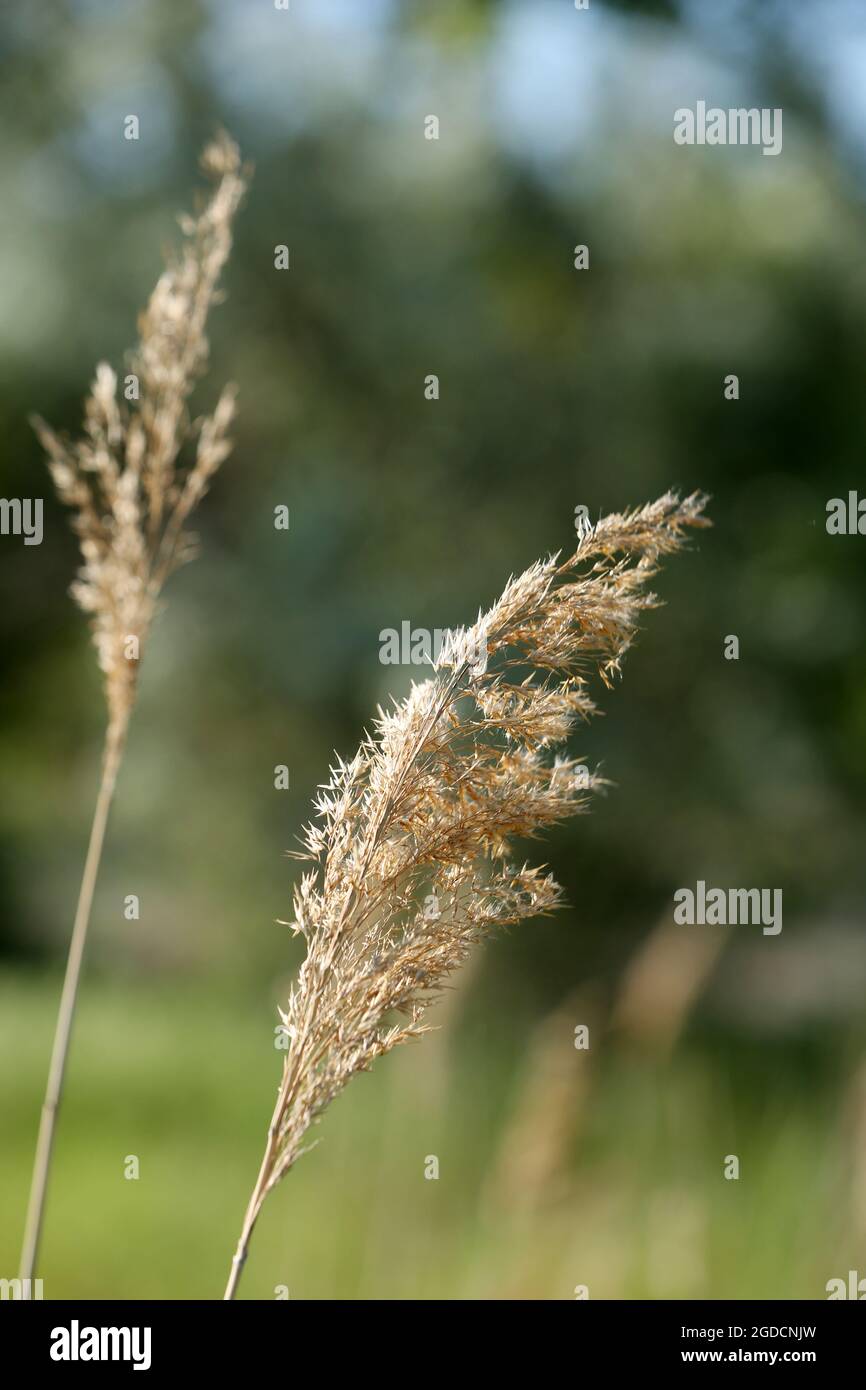 Beautiful grass, outdoors Stock Photo - Alamy