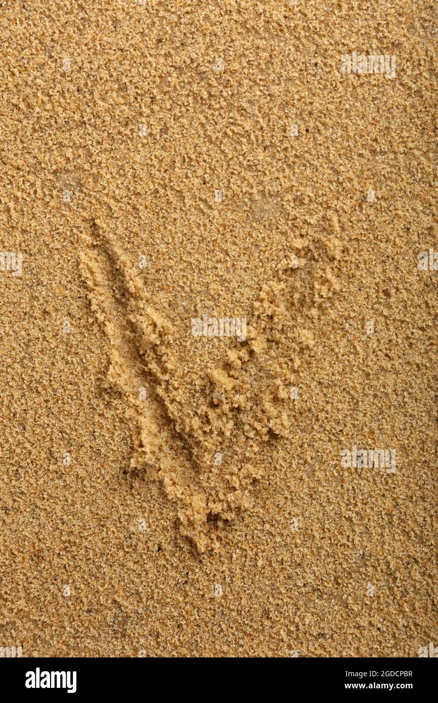 Alphabet letter written on wet beach sand Stock Photo - Alamy