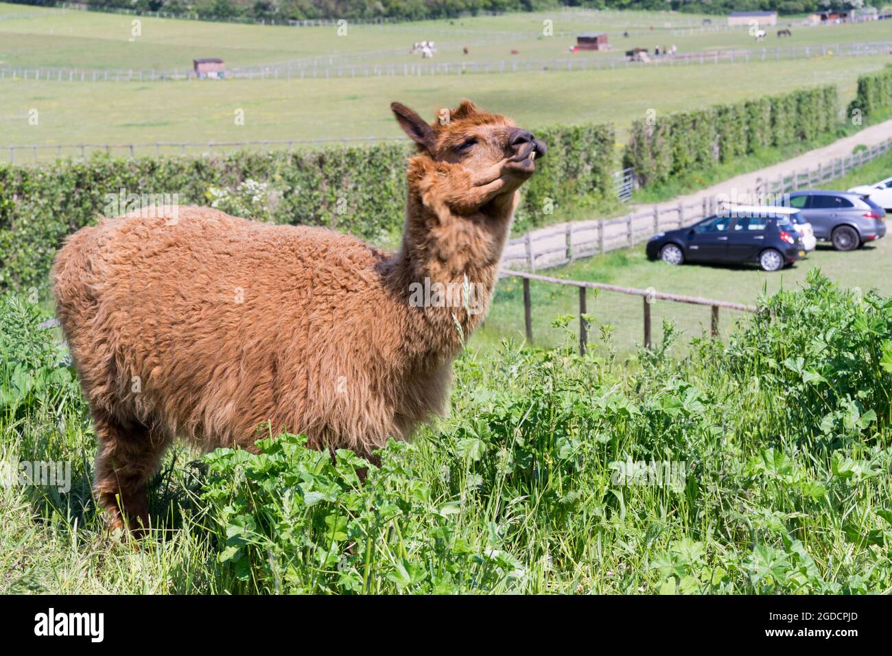 side view of a brown alpaca standing and looking up on a hill in a farm ...