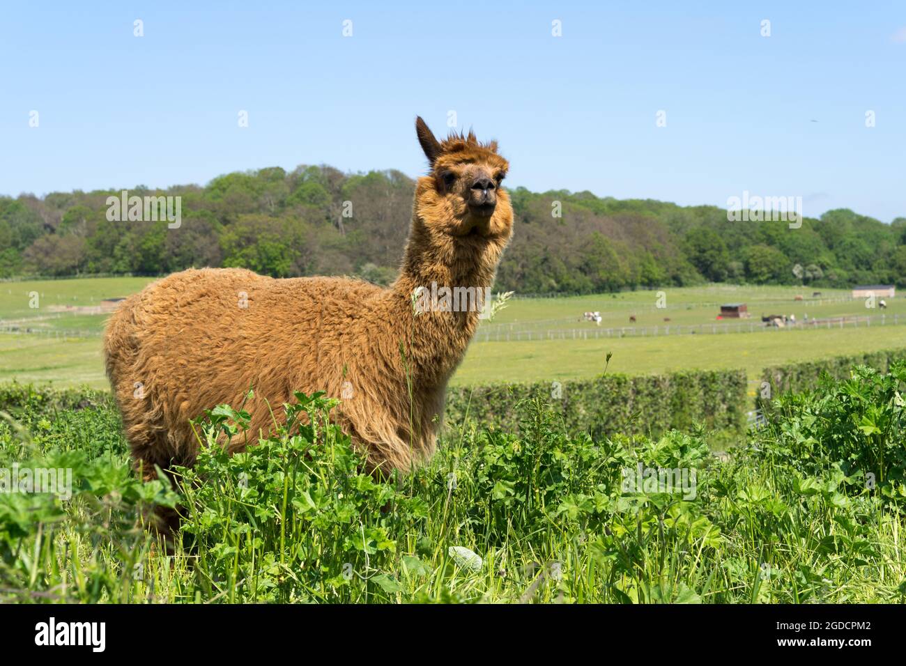 side view of a brown alpaca standing and looking up on a hill in a farm ...