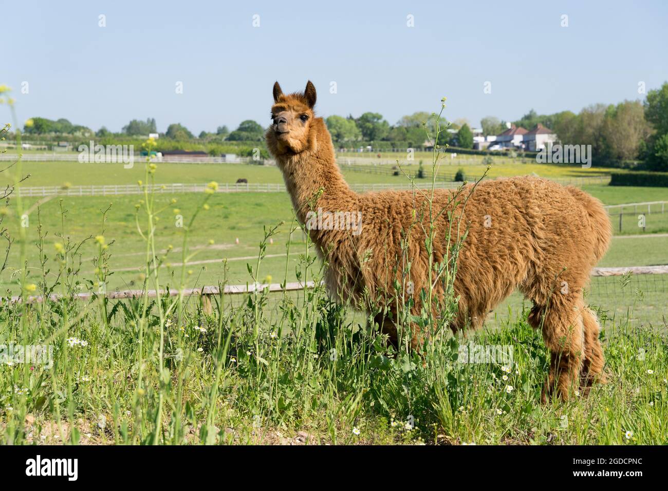 side view of a brown alpaca standing on a hill in a farm field in Kent ...
