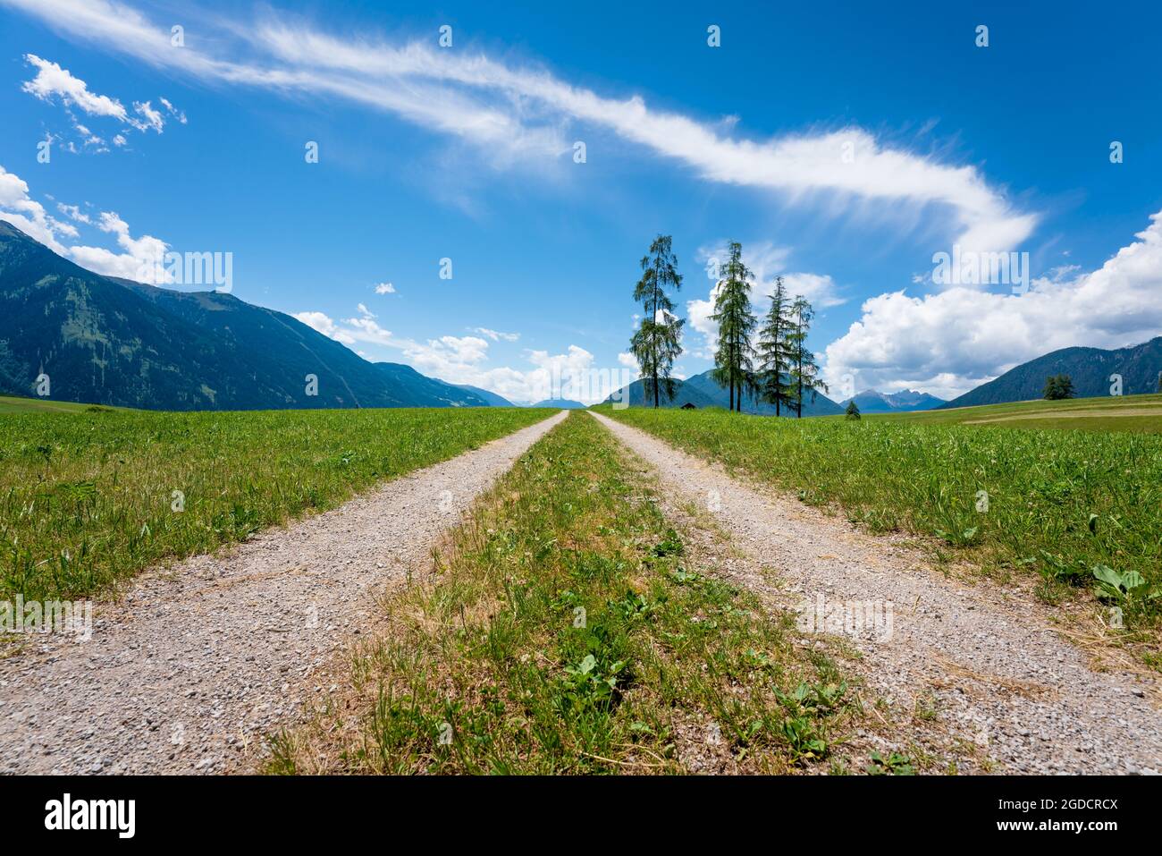 Path through alpine mountain meadow with five large larch trees during ...