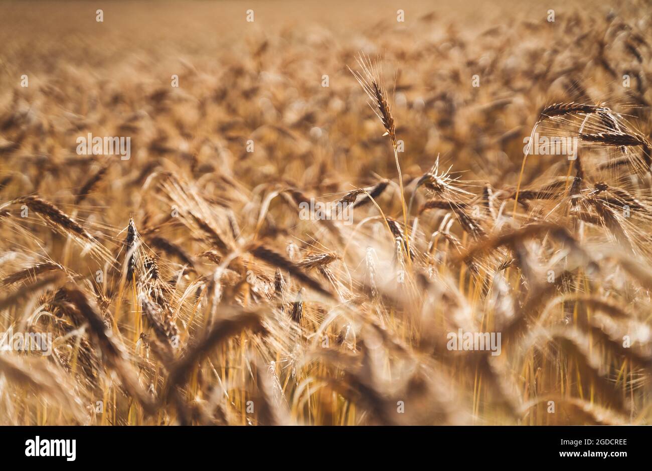 Golden orange colored rye field background during summer sunset back ...