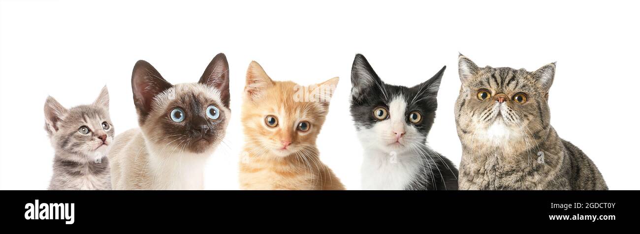 Cute funny cats on white background Stock Photo - Alamy