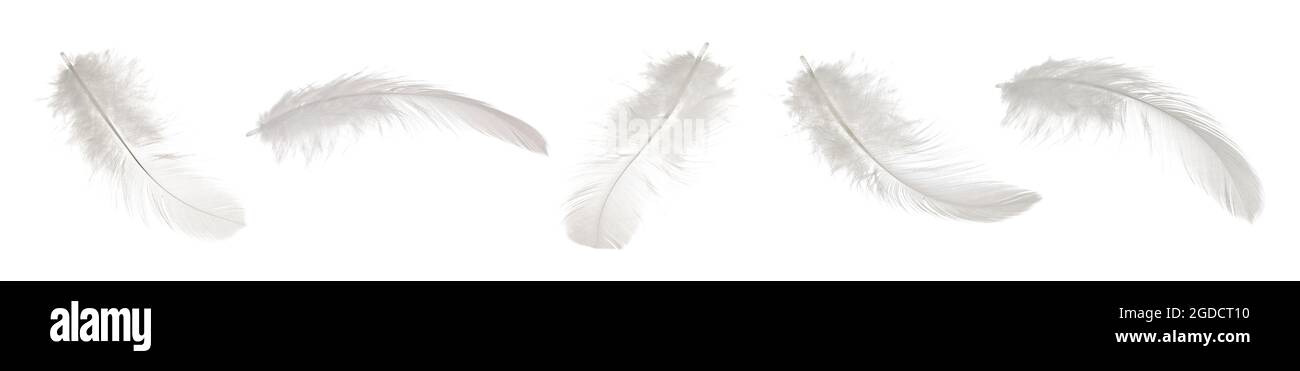 Flying feathers on white background Stock Photo - Alamy
