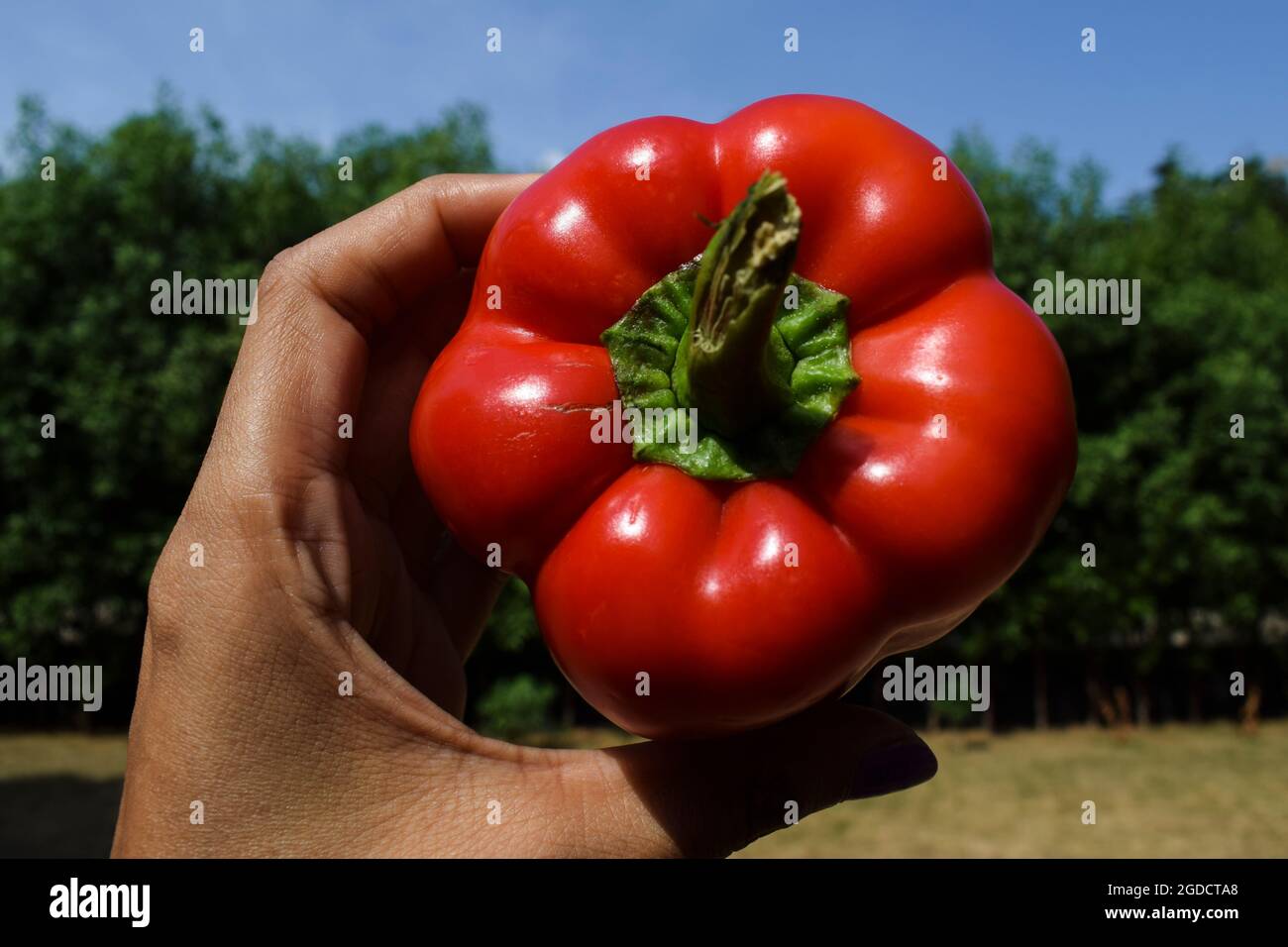 Female holding bellpepper . Top view of Bright Red Bell pepper paprika ...