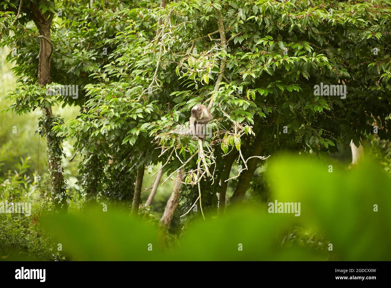 A wild endangered monkey in the zoo. Orangutan monkey in nature Stock ...