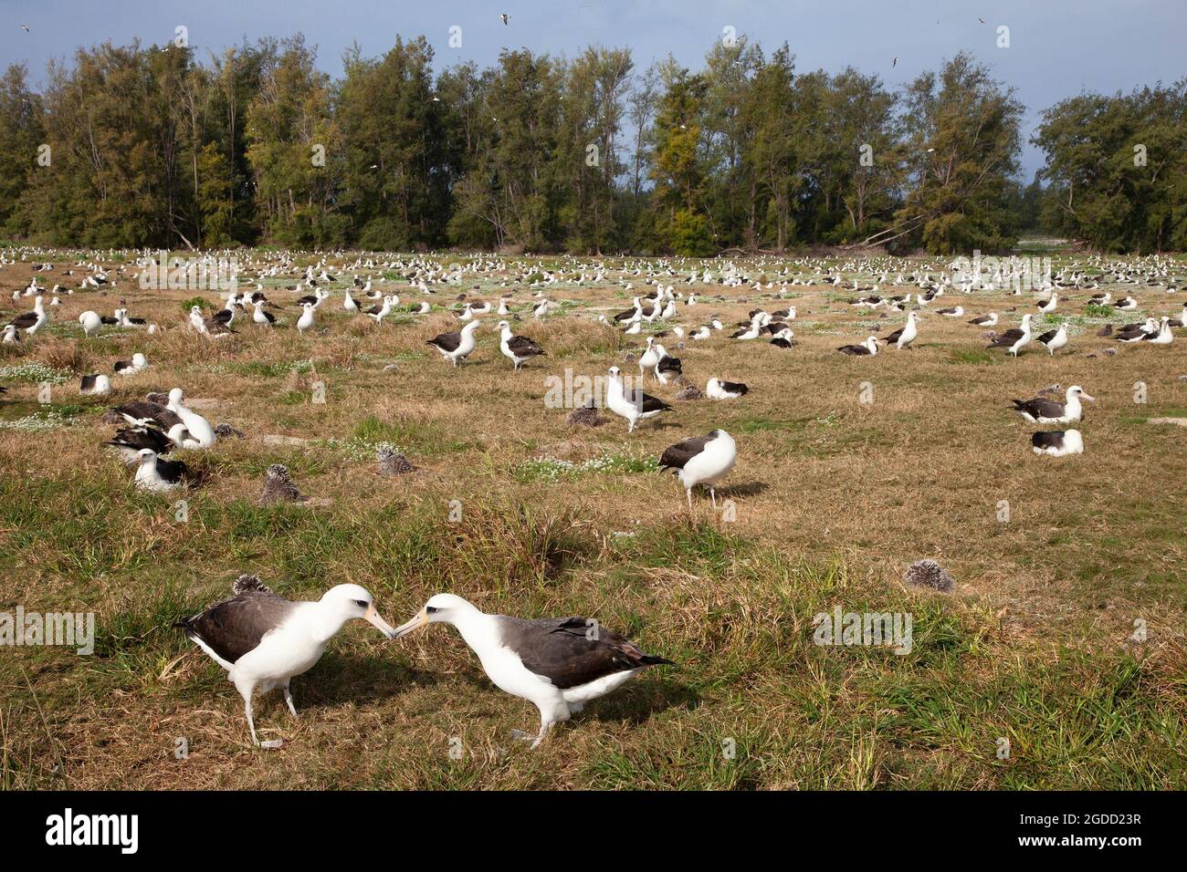 Midway atoll national wildlife refuge hi-res stock photography and ...
