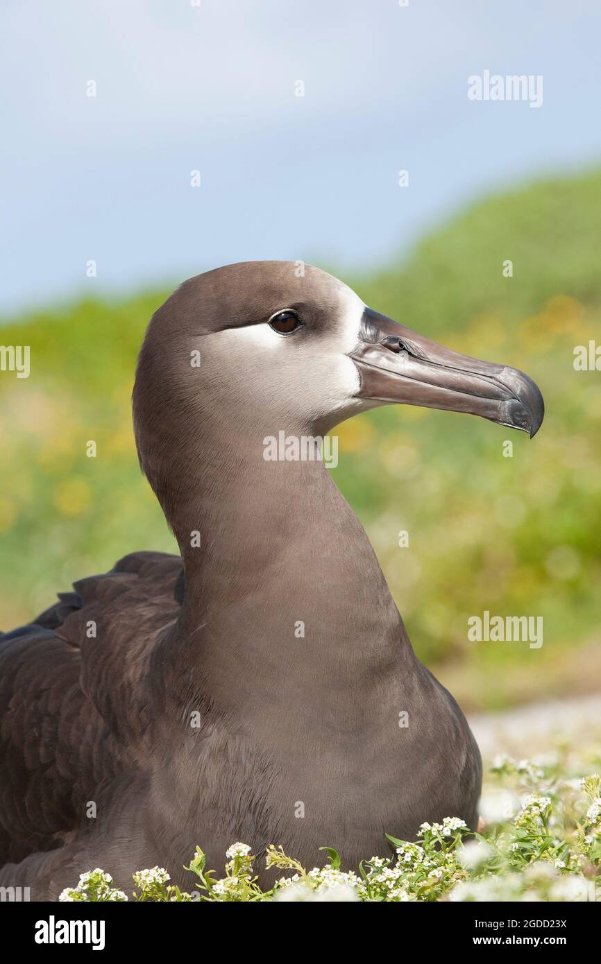 Black footed albatross hi-res stock photography and images - Alamy