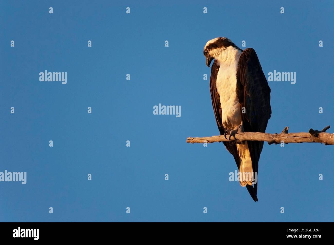 Osprey adult looking down while hunting from a perch on a tree branch ...