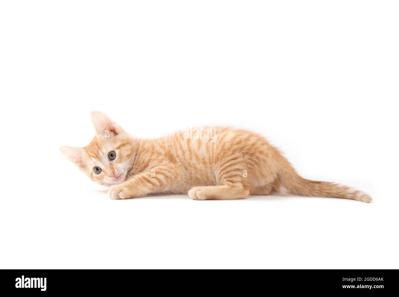 Cute baby yellow kitten laying down isolated on white background Stock ...