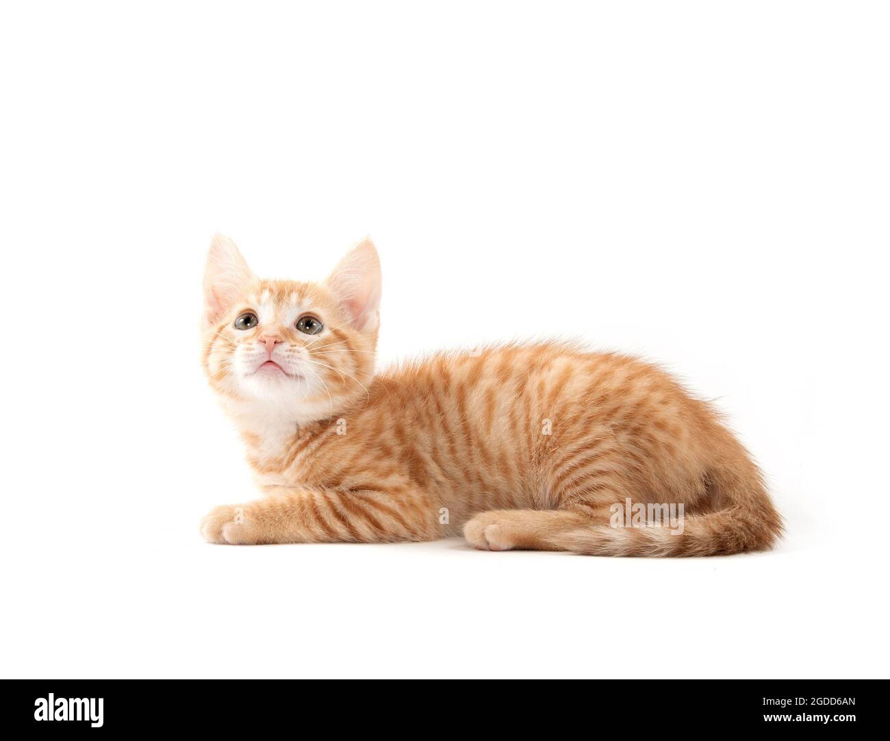 Cute baby yellow kitten laying down isolated on white background Stock ...