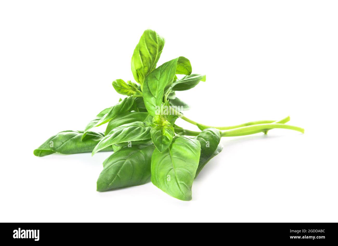 Bunch of fresh basil on white background Stock Photo - Alamy