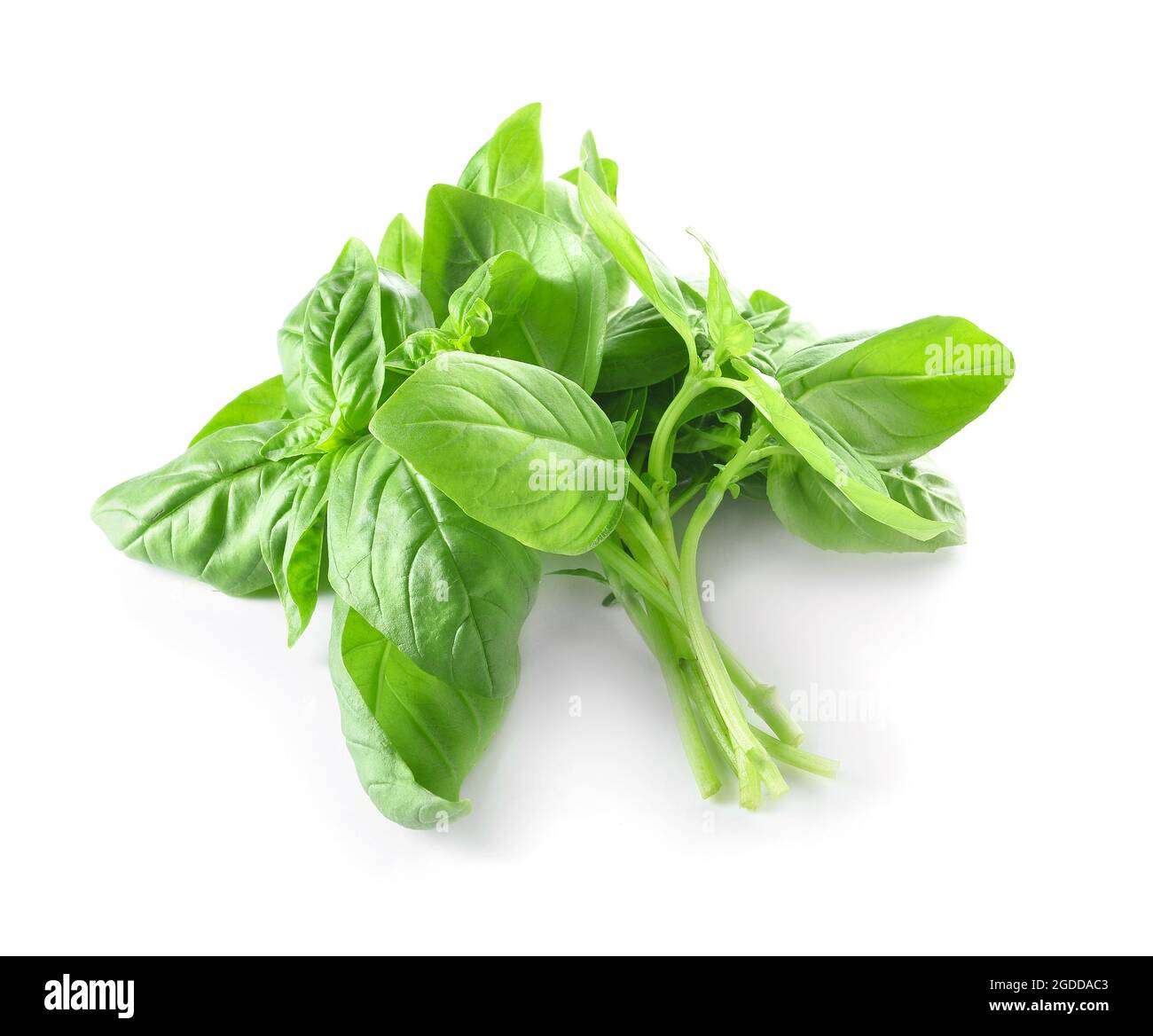Bunch of fresh basil on white background Stock Photo - Alamy
