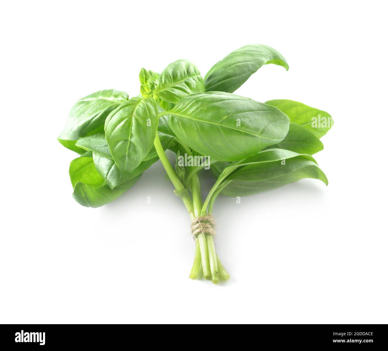 Bunch of fresh basil on white background Stock Photo - Alamy