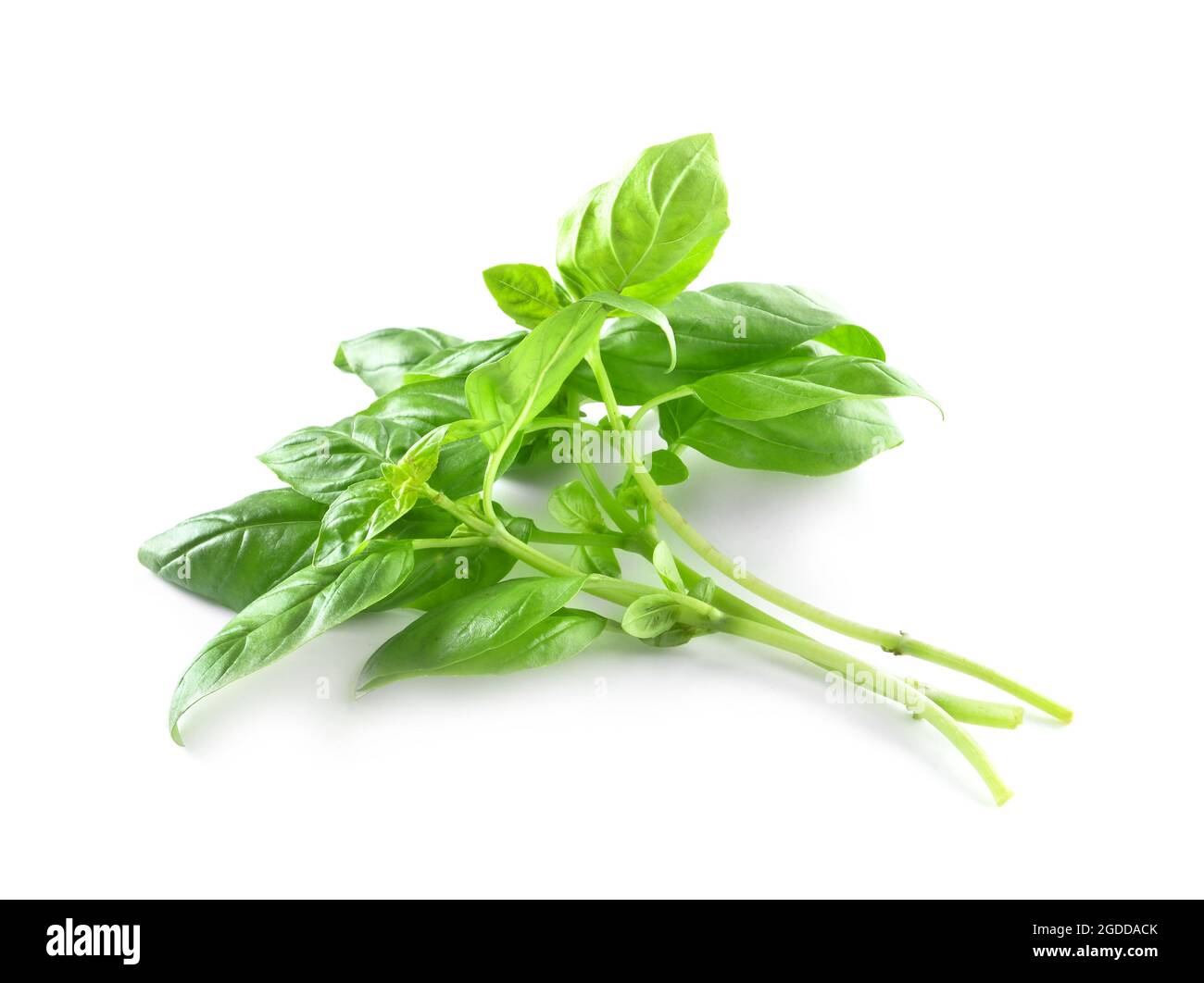 Bunch of fresh basil on white background Stock Photo - Alamy
