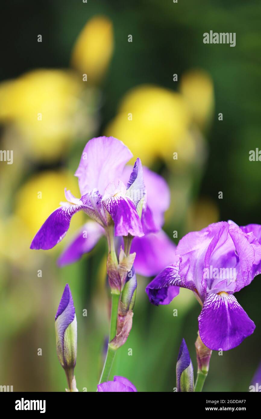 Beautiful irises, outdoors Stock Photo - Alamy