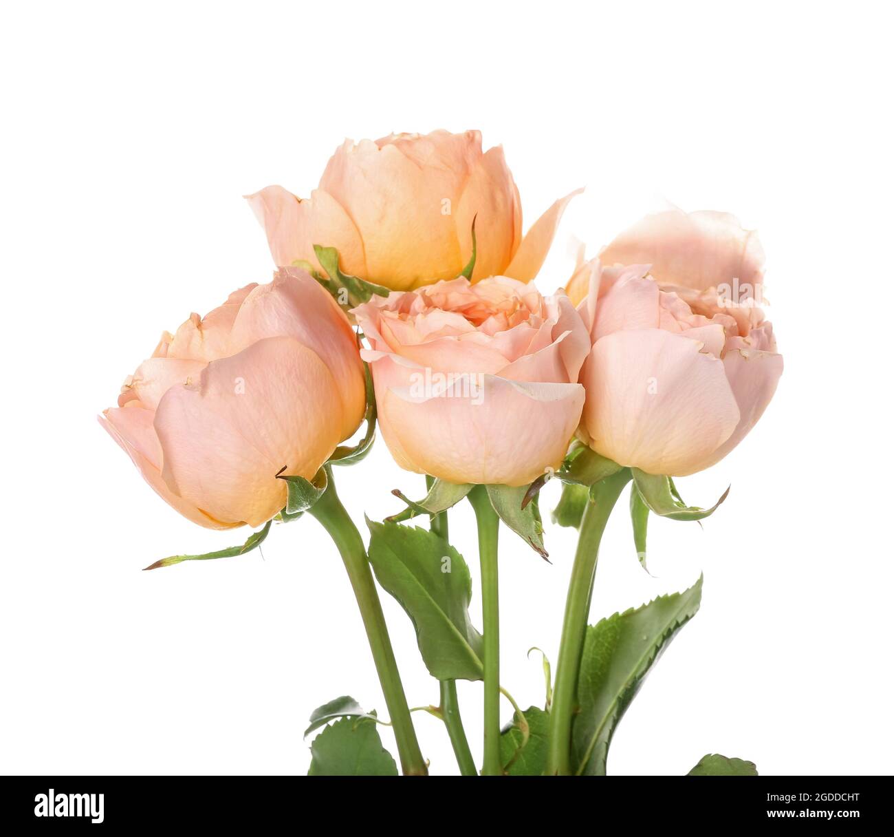 Beautiful peony roses on white background Stock Photo - Alamy