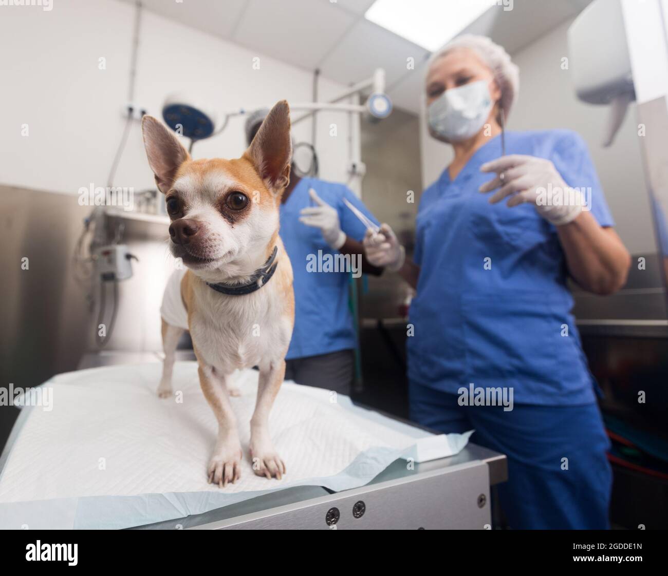 Dog on the operating table and doctor in a veterinary clinic Stock ...