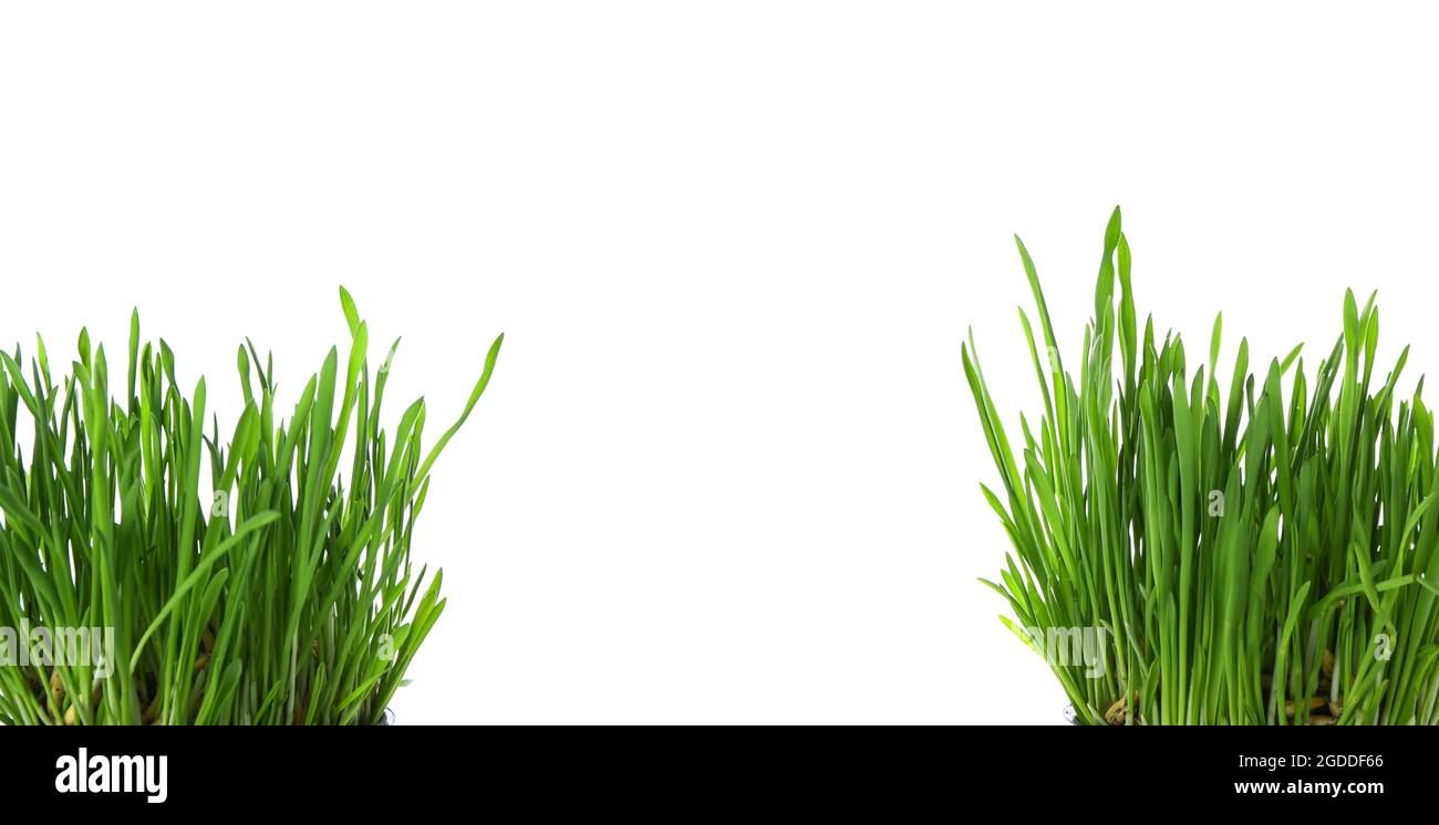 Fresh wheatgrass on white background Stock Photo - Alamy