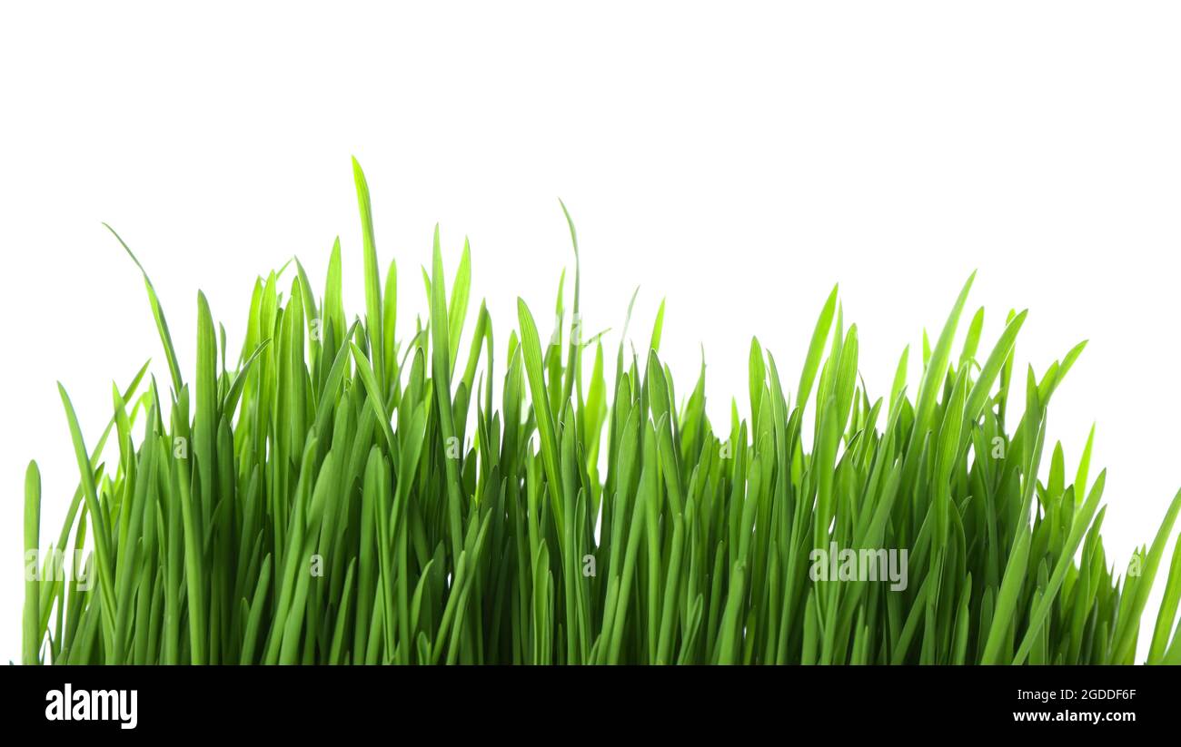 Fresh wheatgrass on white background Stock Photo - Alamy
