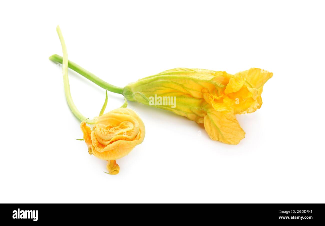 Zucchini courgette growing Cut Out Stock Images & Pictures - Alamy