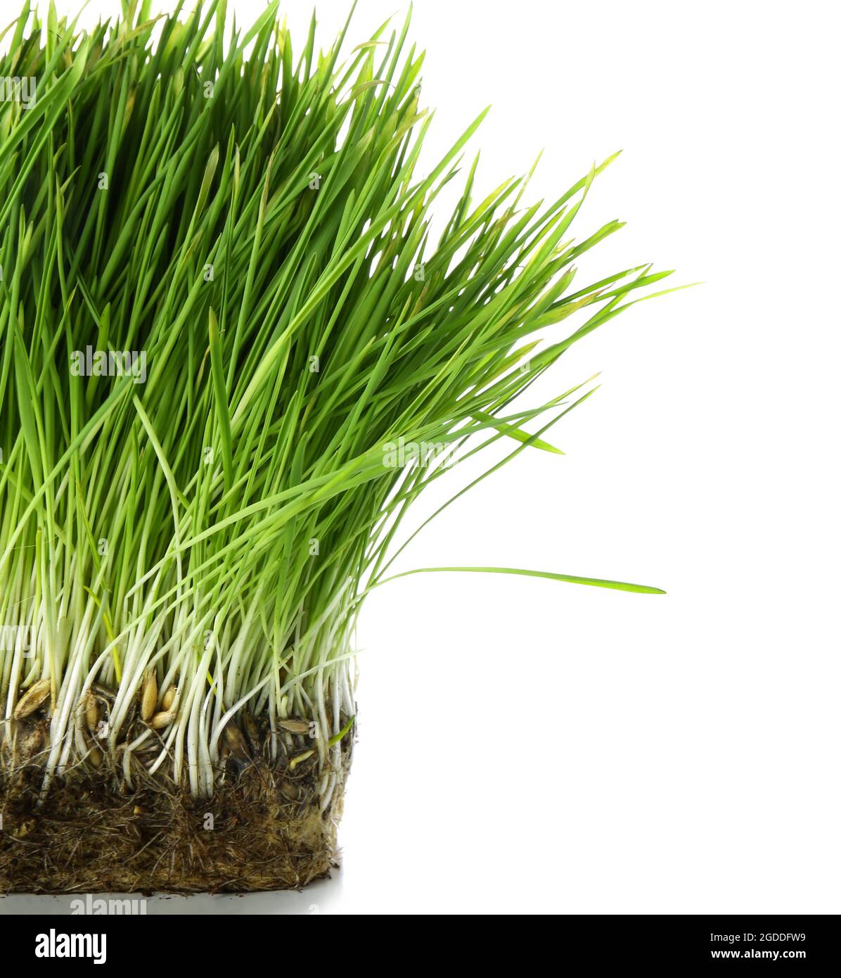 Fresh wheatgrass on white background Stock Photo - Alamy