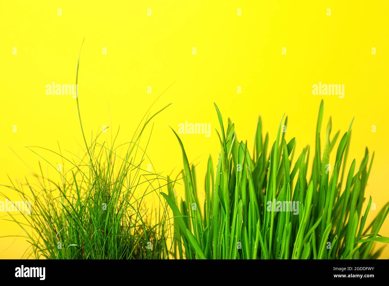 Fresh wheatgrass on color background Stock Photo - Alamy