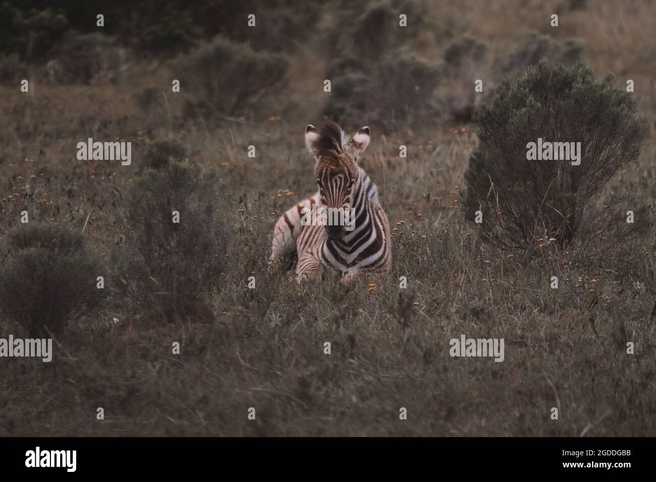 Sitting zebra hi-res stock photography and images - Alamy