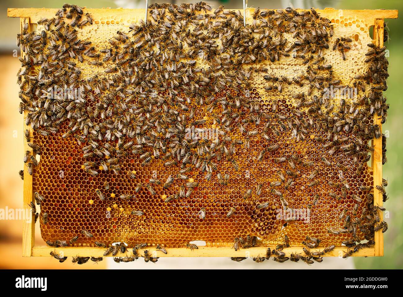 Honey frame with bees at apiary Stock Photo - Alamy