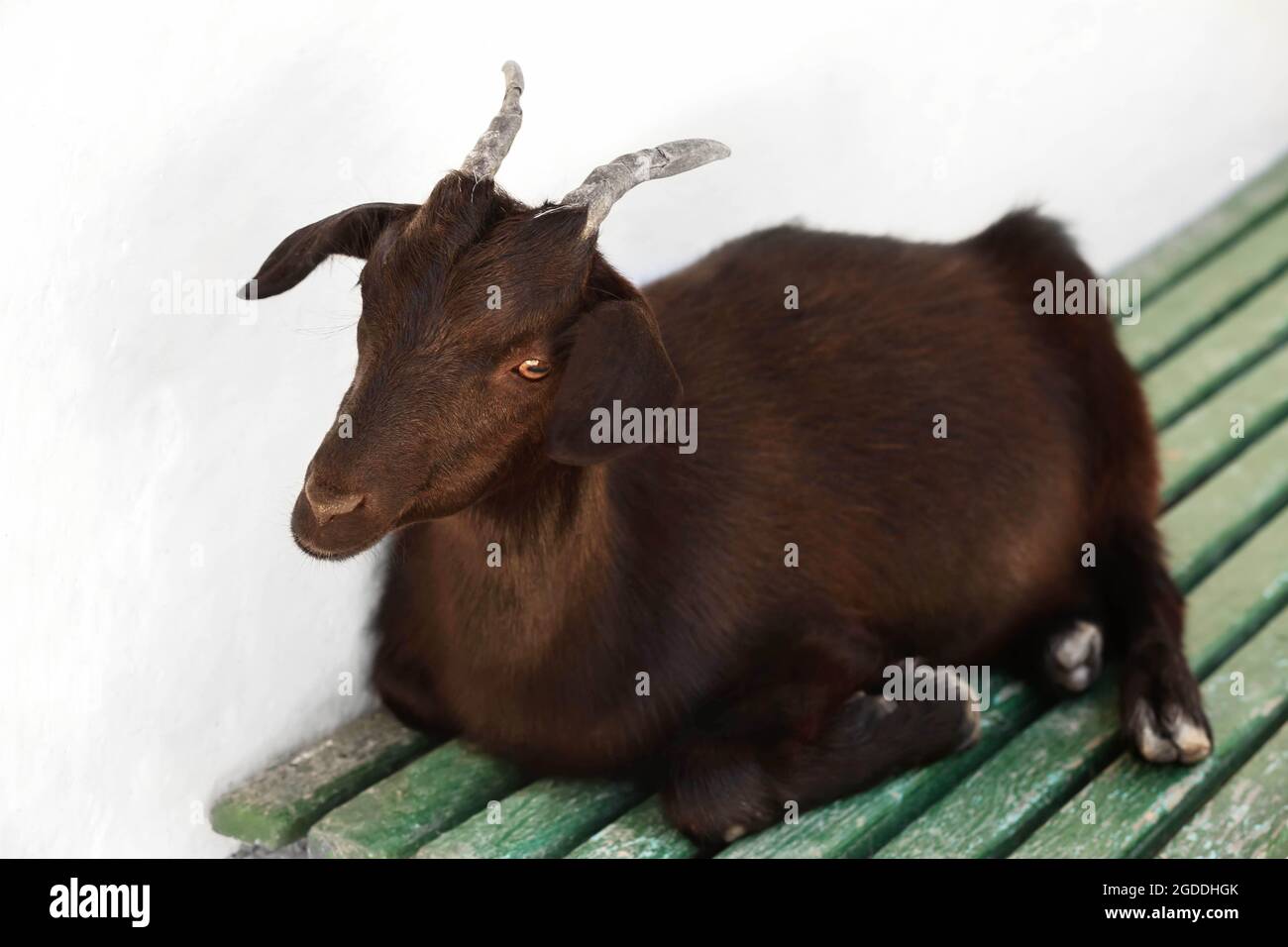 Cute goat lying on bench outdoors Stock Photo - Alamy